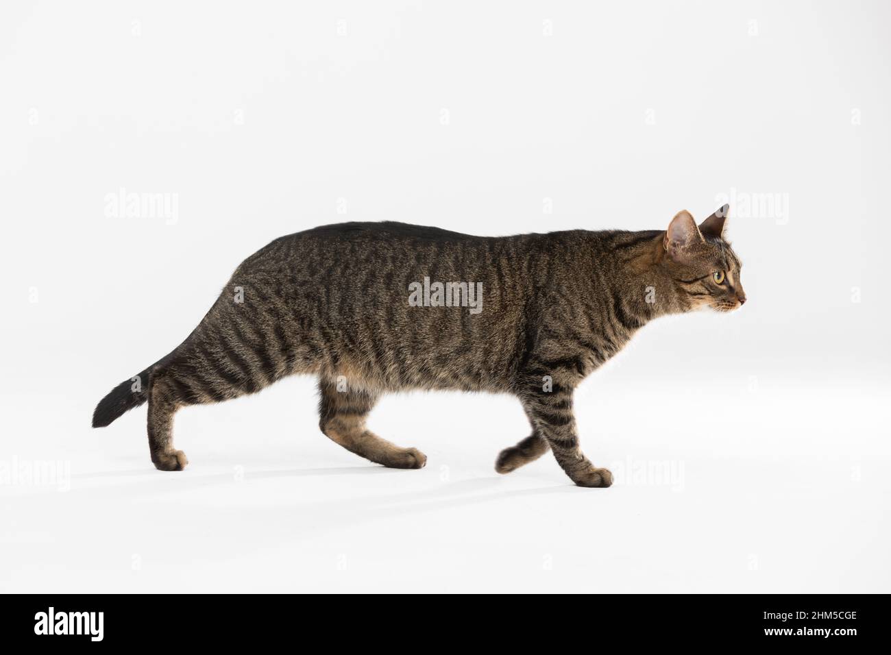 Side view as she-cat walks across the white background Stock Photo - Alamy