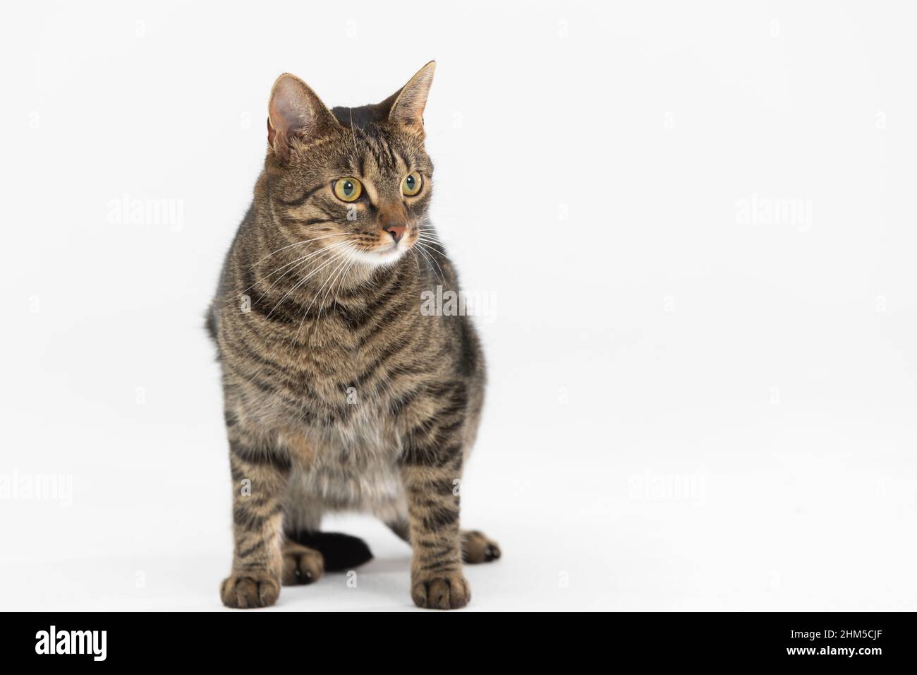 She-cat politely sits and looks to the side, sitting on a white ...