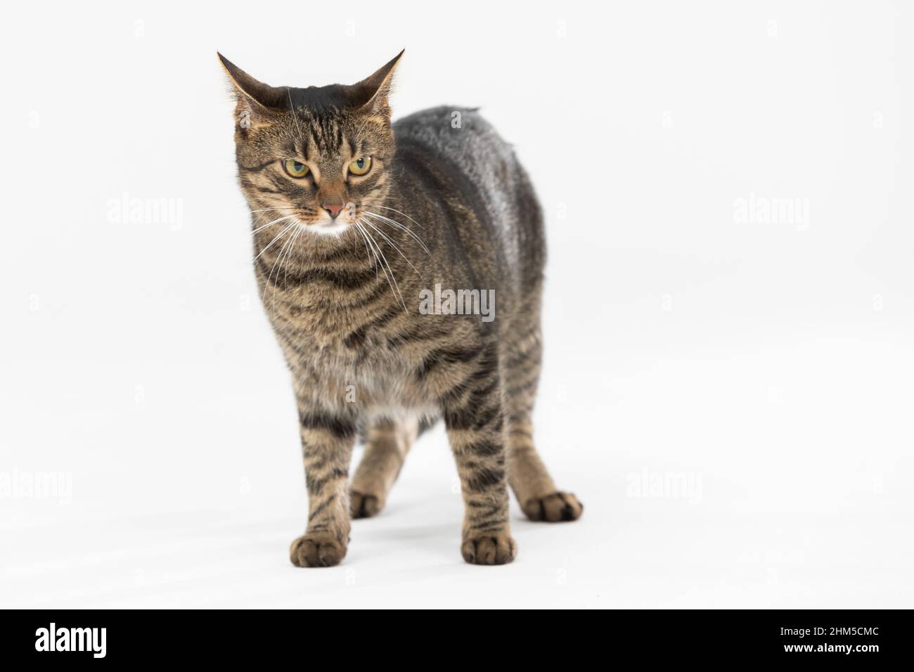 An angry she-cat stands ready to attack the white background Stock ...