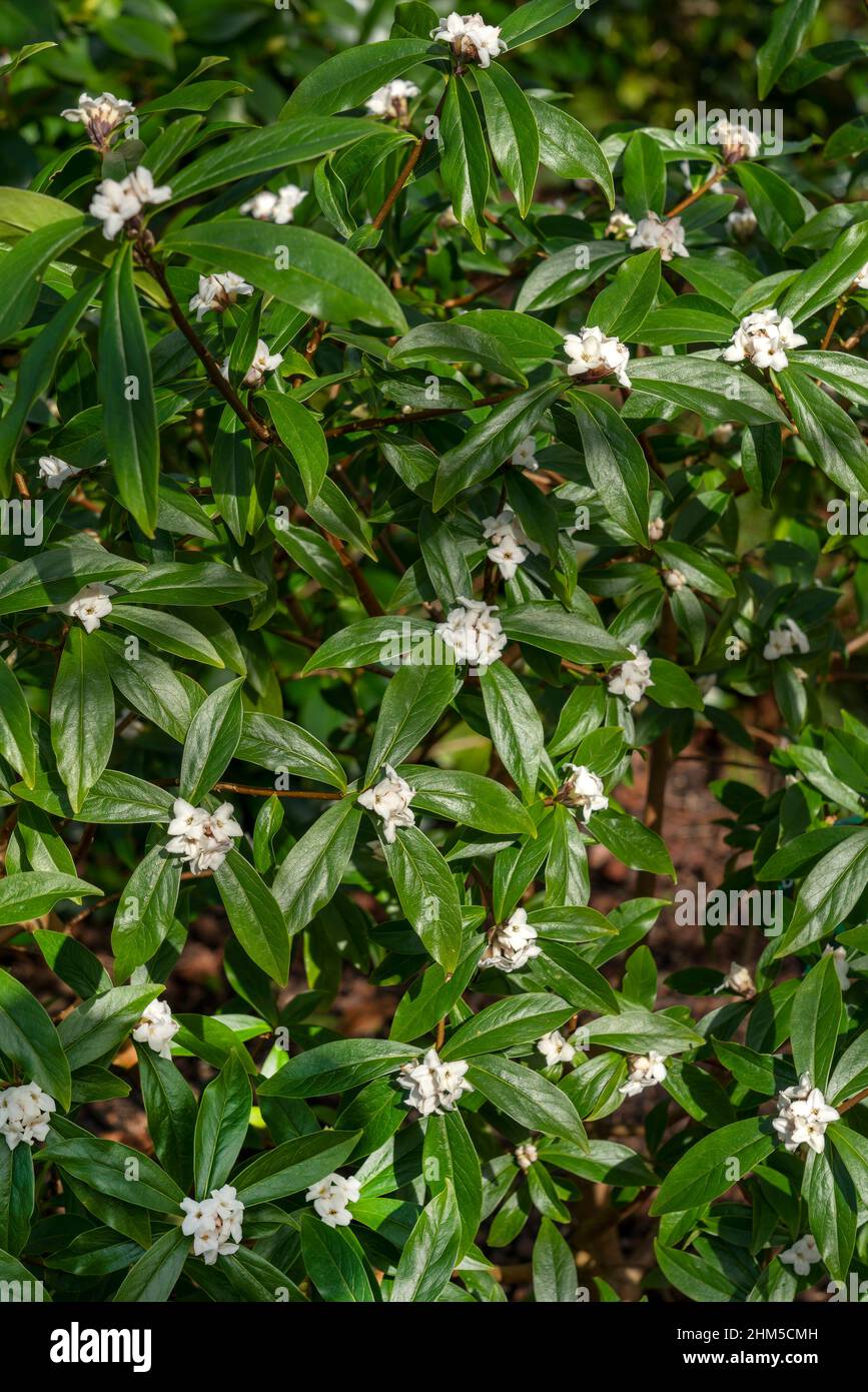 Daphne bholua 'Spring Herald' an evergreen winter and spring flowering ...