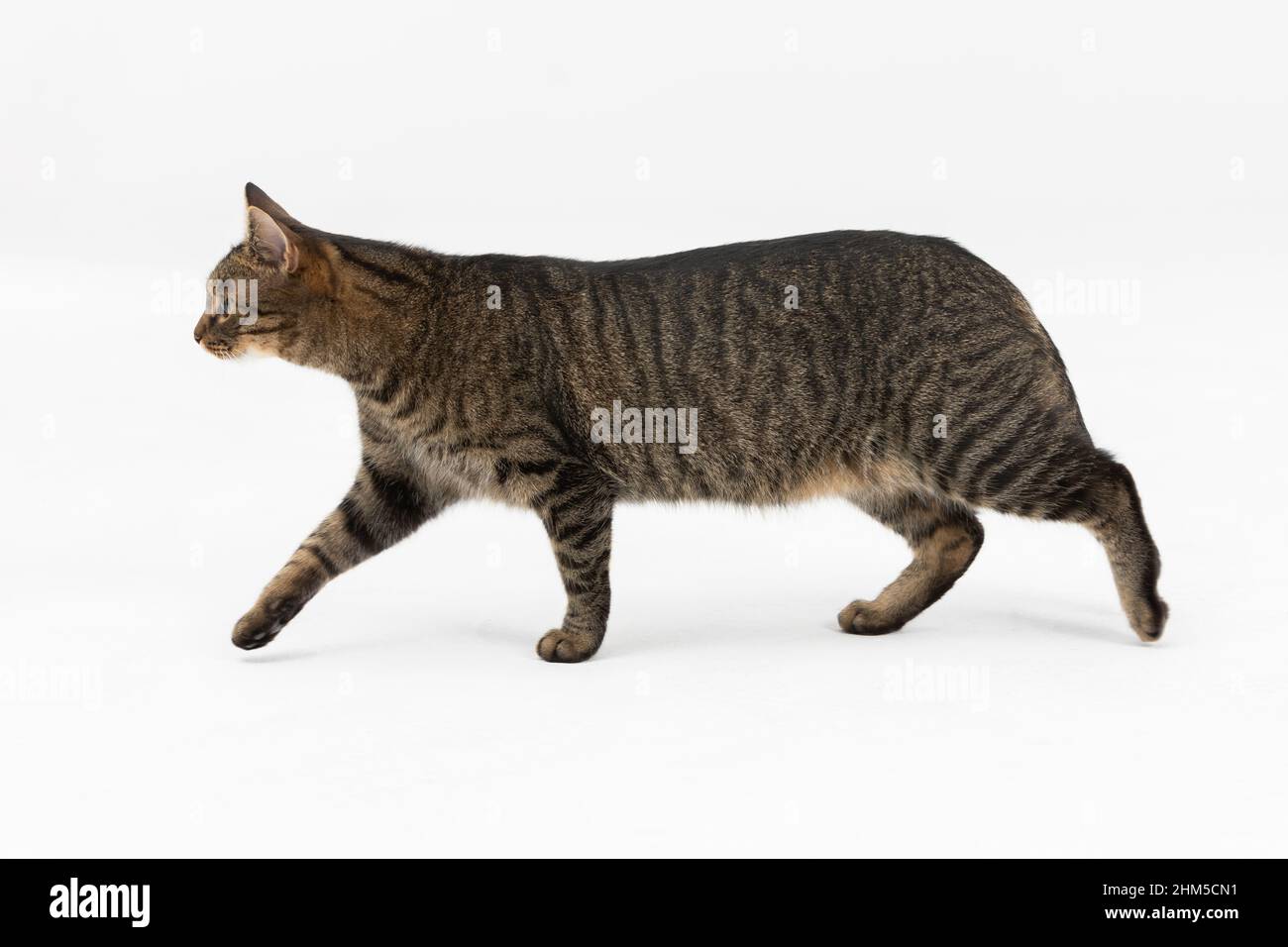 Cat Side View Walking