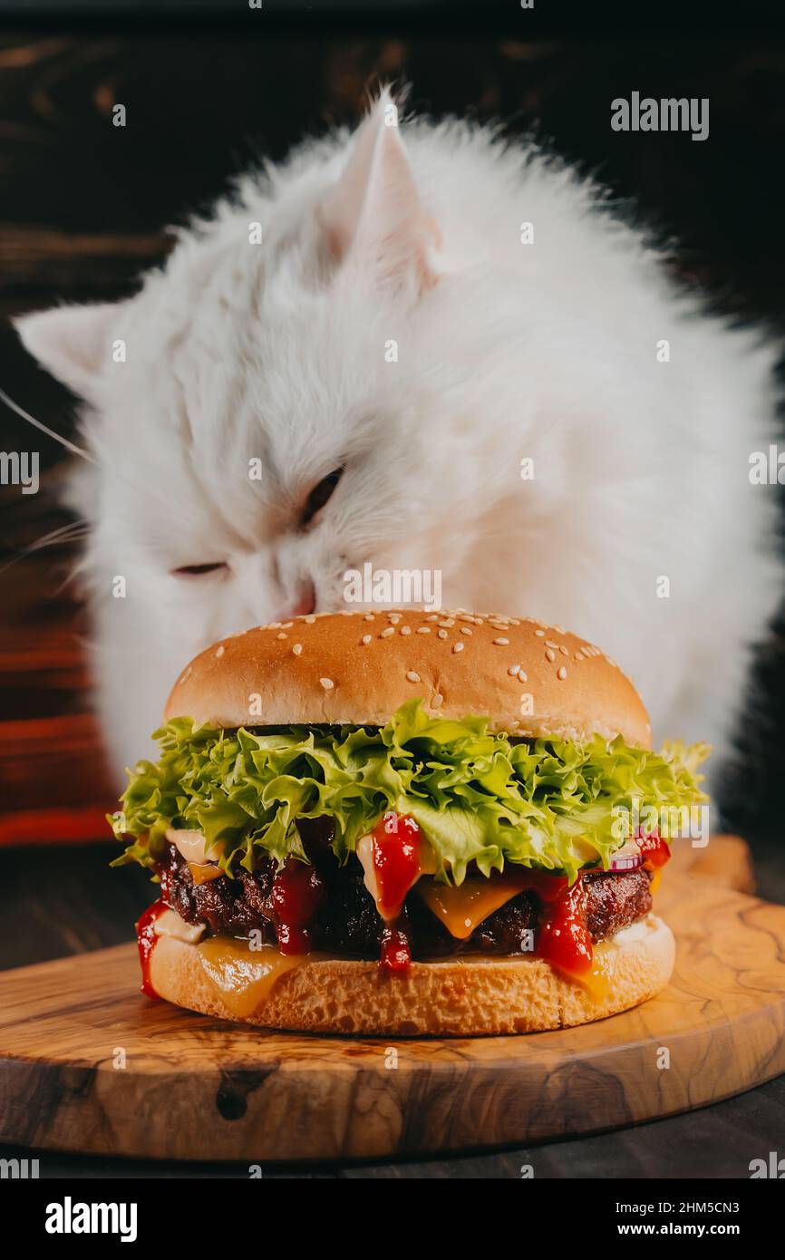 Cute fluffy cat eating big burger on dark background. Kitty eats tasty ...
