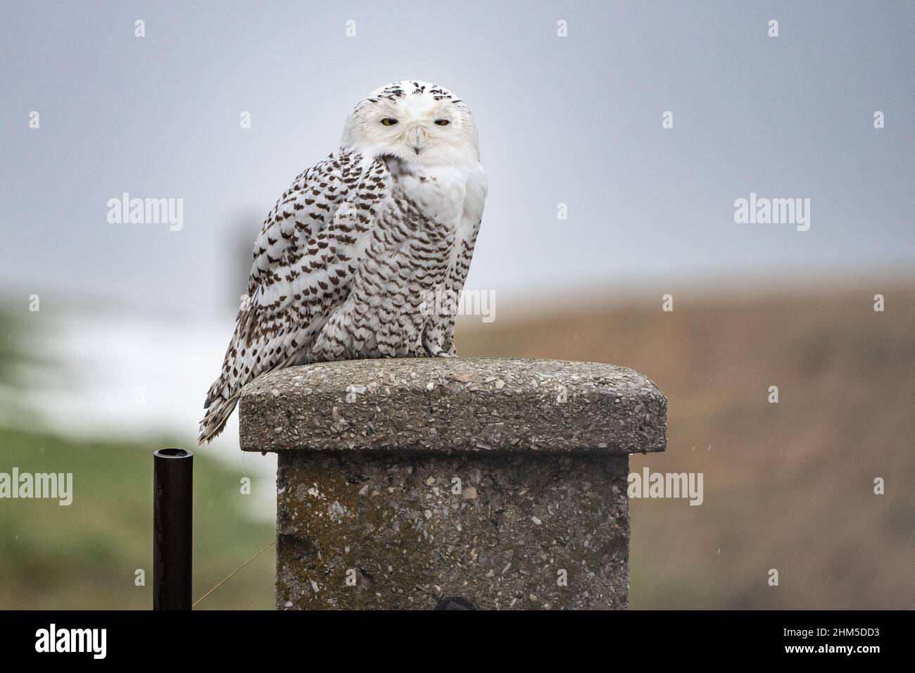 Pennsylvania wildlife hi-res stock photography and images - Alamy