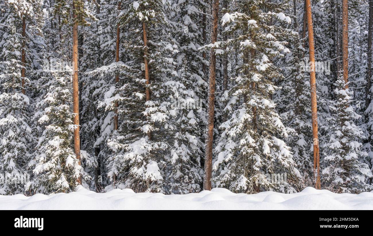 Snow covered trees in the forest on the Bow Valley Parkway, Banff ...