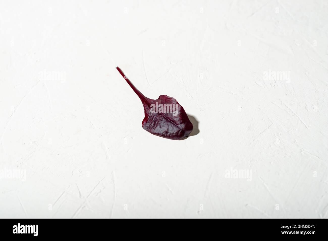 Leaf of red chard lettuce on a white background. Vegetarianism concept ...