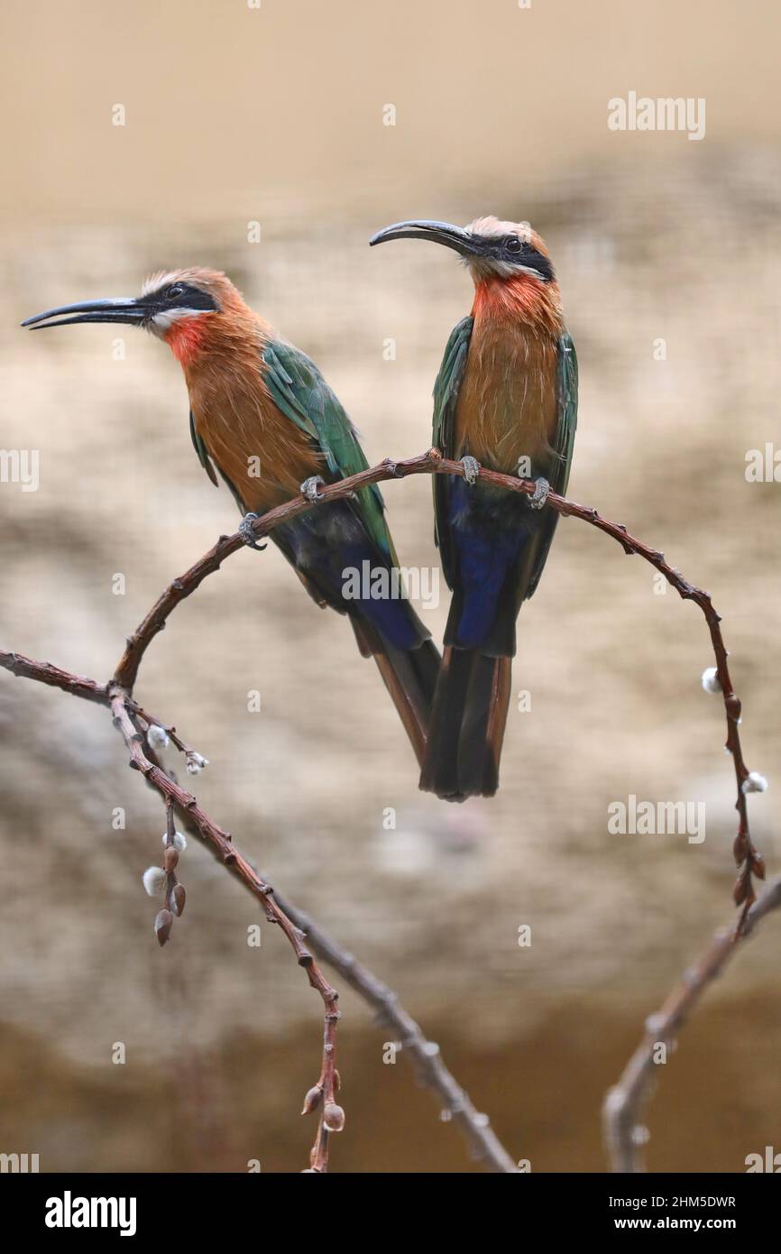 Pair of Bee Eaters Stock Photo - Alamy