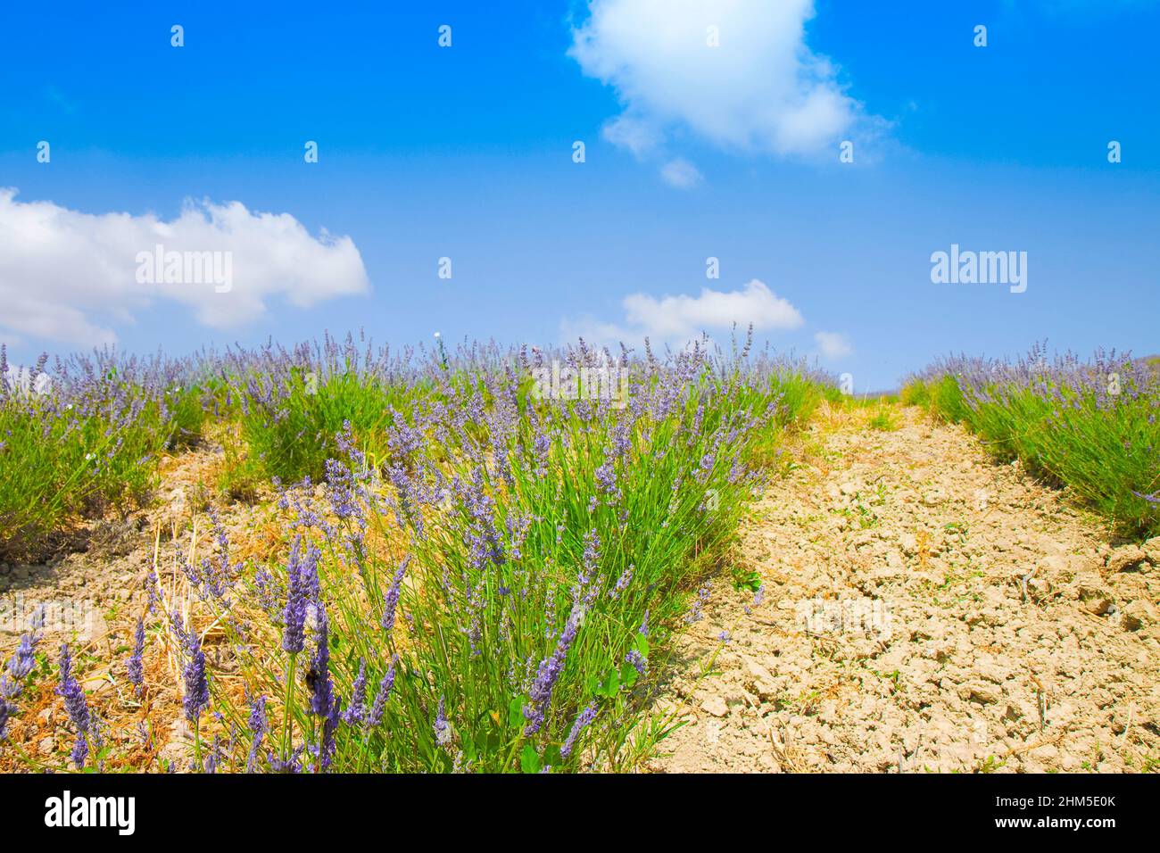 Lavender fields in the Tuscan countryside - Lavender used as ...