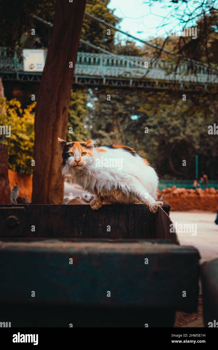 Sad white fluffy street cat standing on a garbage container, moving ...