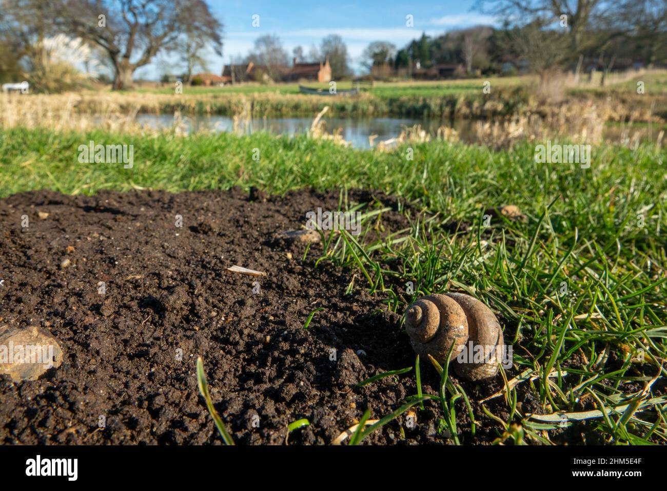 Snell shell on path Stock Photo - Alamy