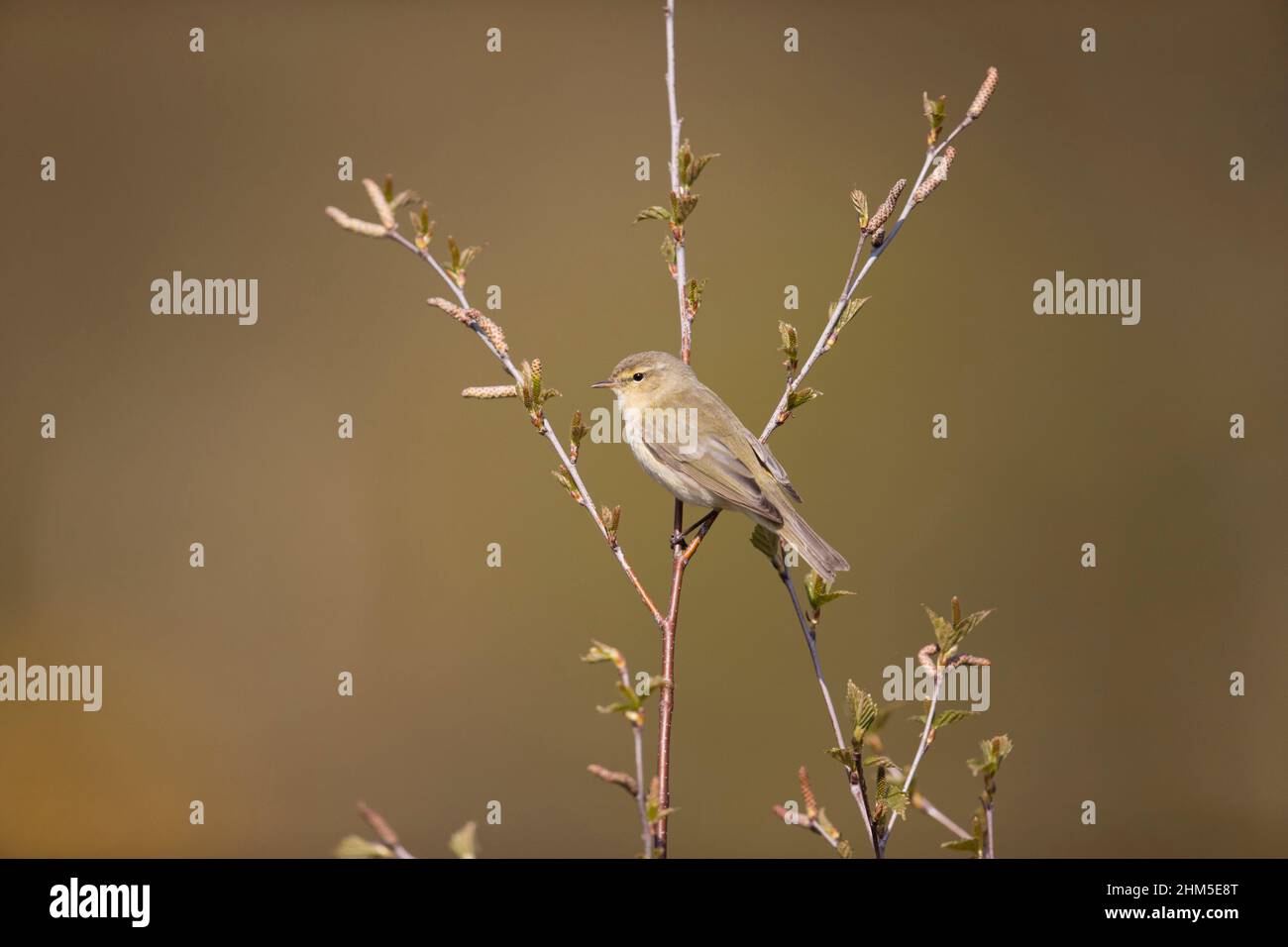 Chiffchaff (Phylloscopus collybita) adult perched on twig, Suffolk ...