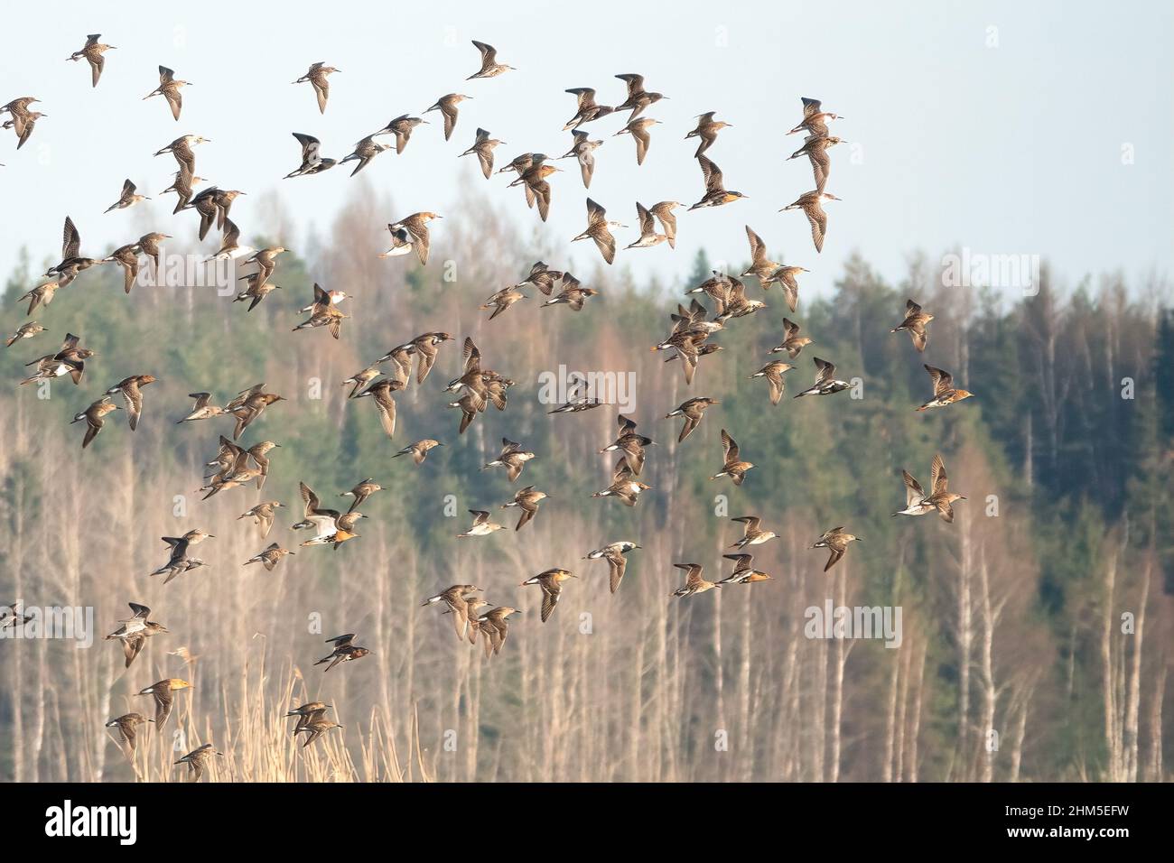 Birds in flight Stock Photo - Alamy