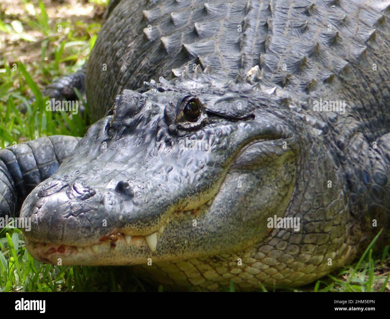 Closeup of a terrifying American alligator on the ground with a blurry ...
