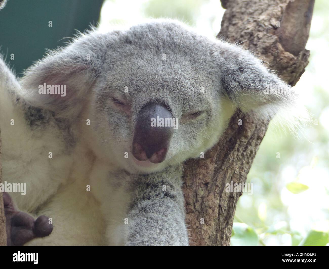 Closeup of a cute koala sleeping on a eucalyptus tree in a zoo with a ...