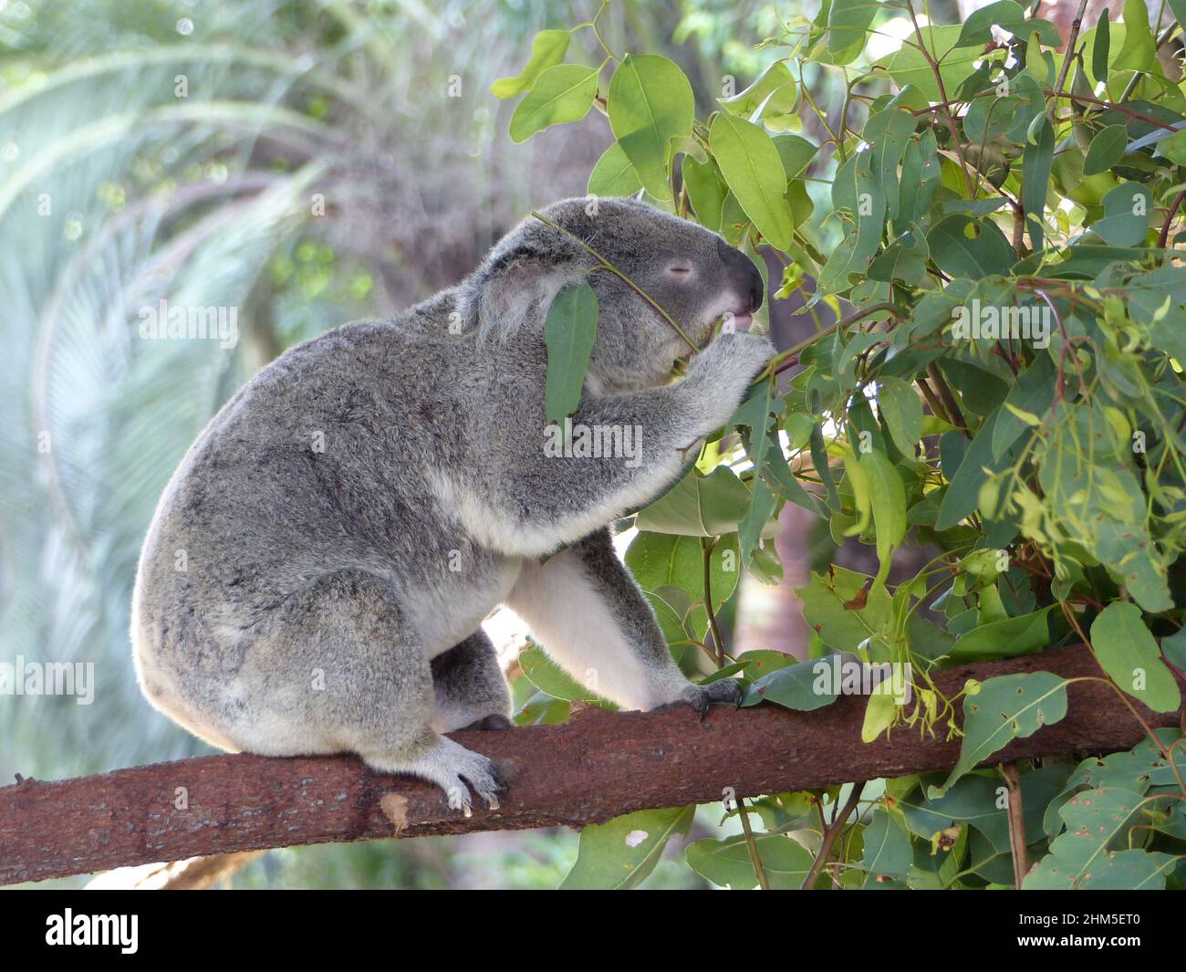 Closeup of a cute koala eating eucalyptus leaves in a zoo with a blurry background Stock Photo ...