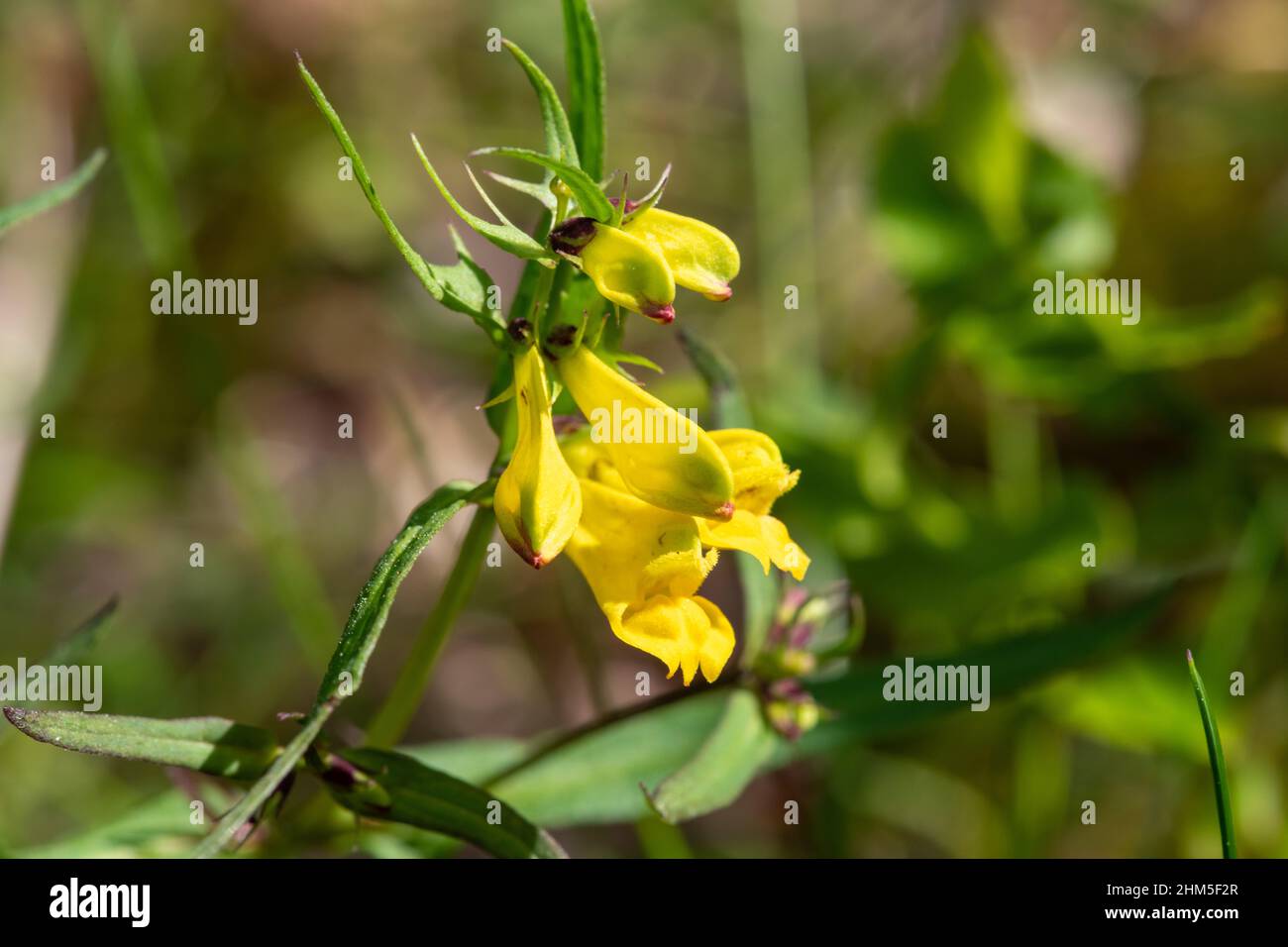 Macro shot of common cow wheat (melampyrum pratense) flowers in bloom ...