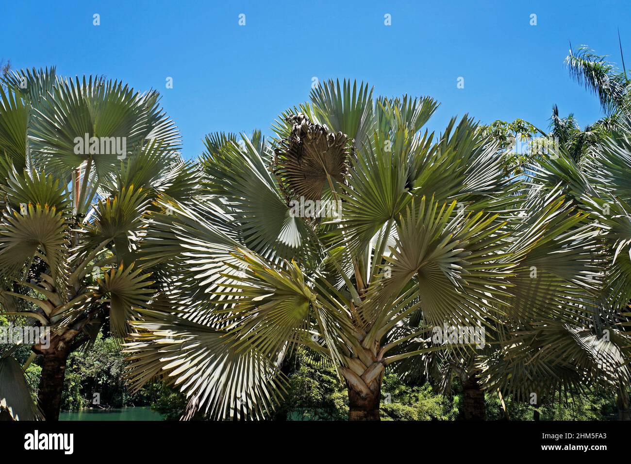 Leaves fan hi-res stock photography and images - Alamy