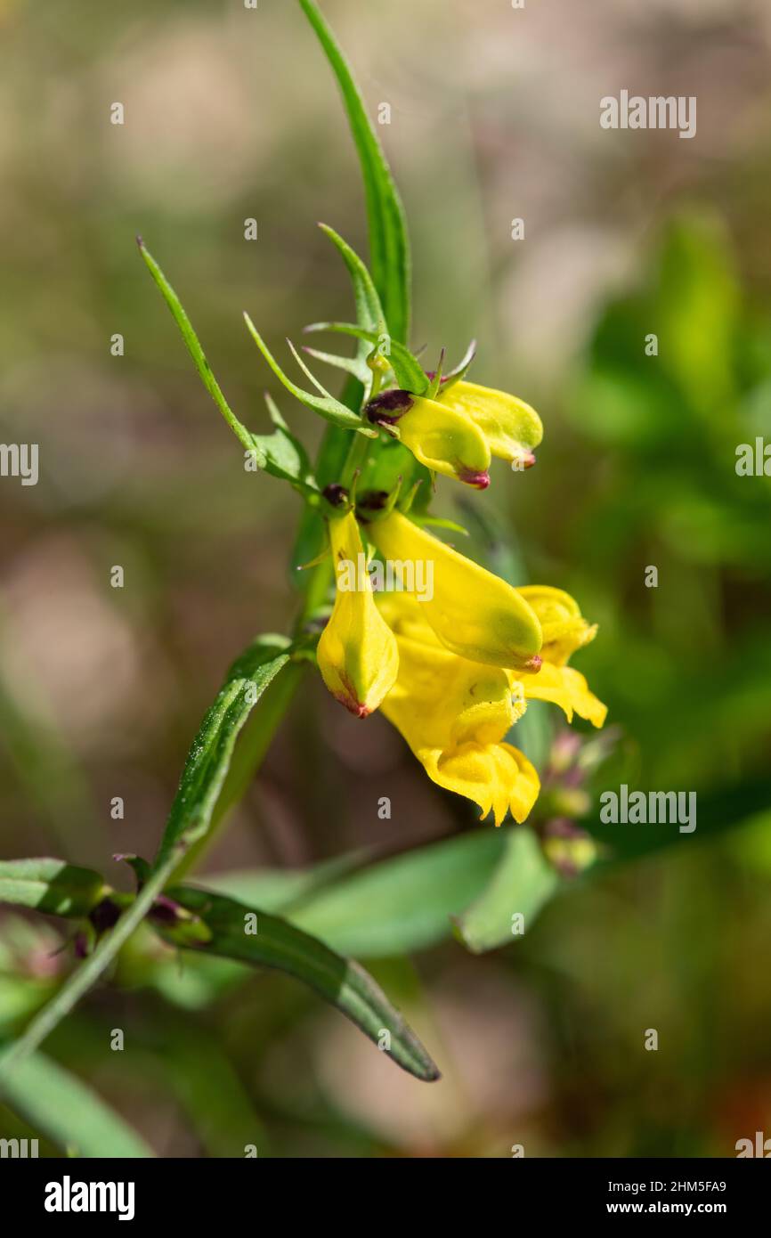 Macro shot of common cow wheat (melampyrum pratense) flowers in bloom ...
