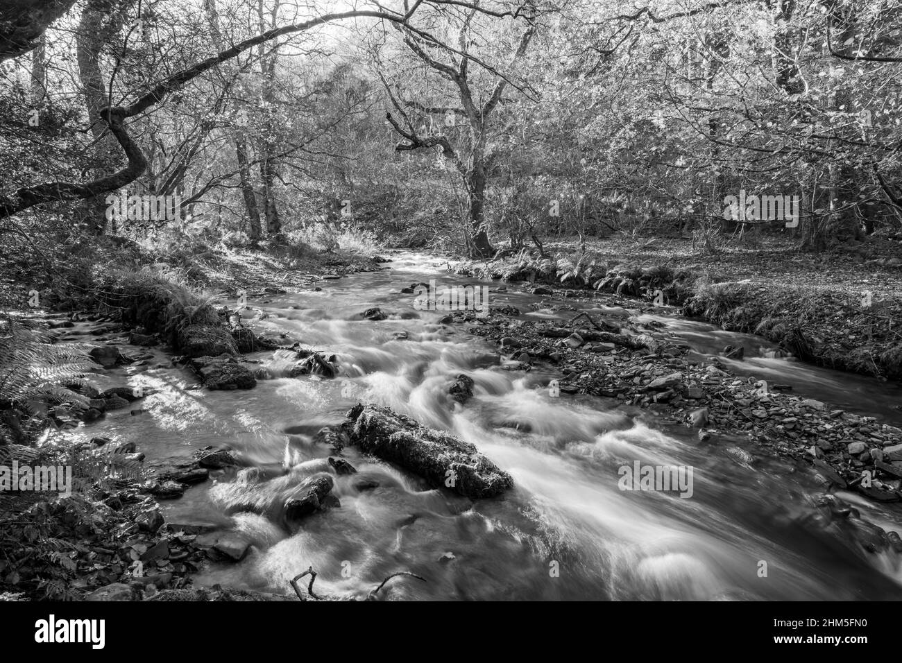 Long exposure of the Horner Water river flowing through Horner woods in ...