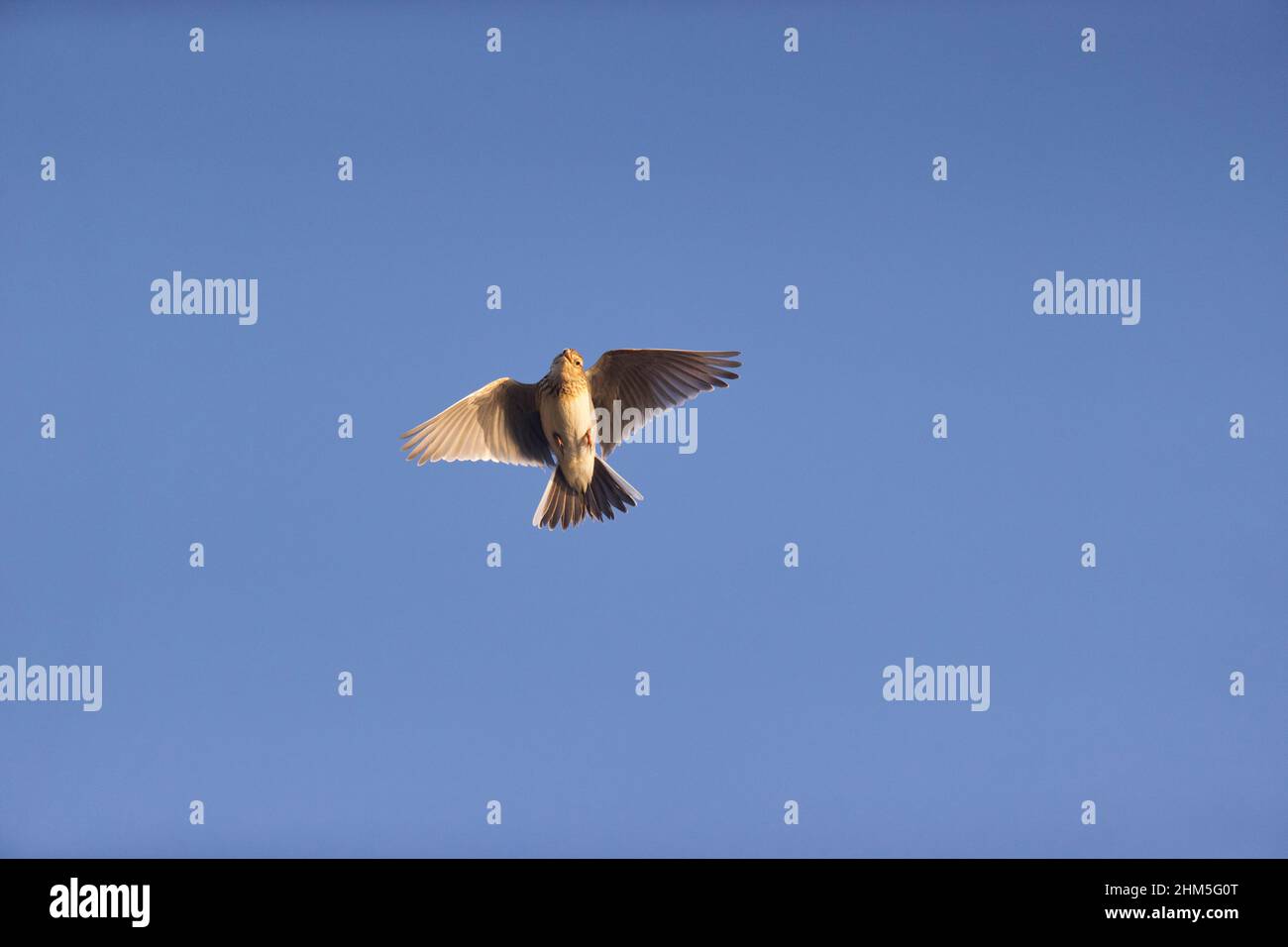 Singing skylark hi-res stock photography and images - Alamy