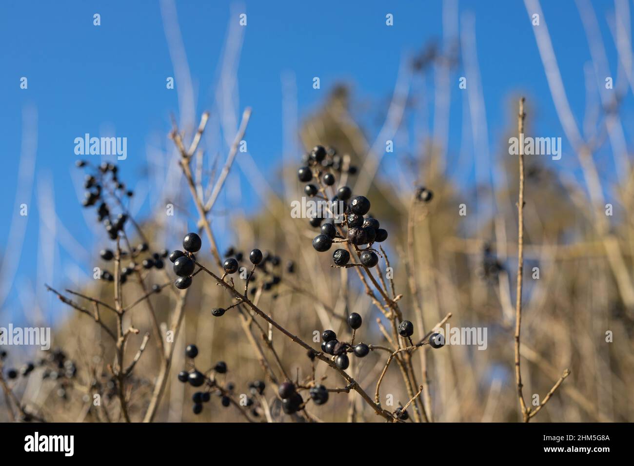 Photo of thorn bush a wild tart useful berry of black color growing in ...