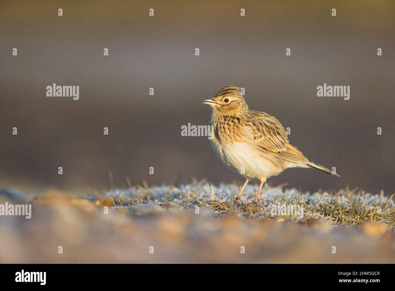 Skylark (Alauda arvensis) adult standing on coastal grassland, Suffolk ...