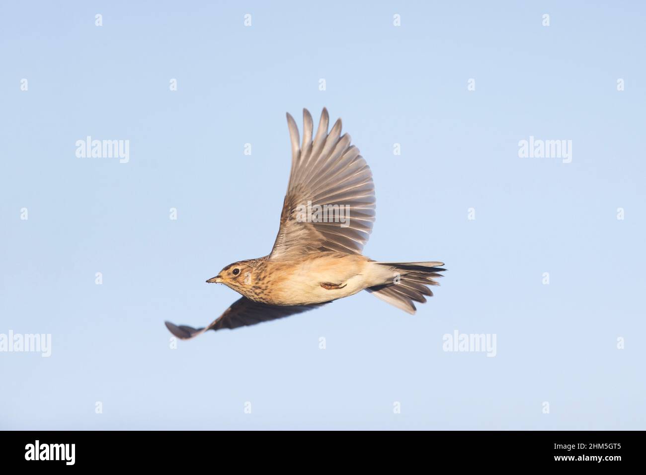 Skylark flying hi-res stock photography and images - Alamy