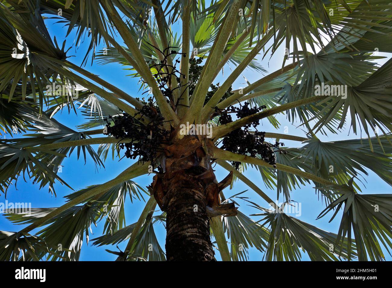 Fan palm tree hi-res stock photography and images - Alamy