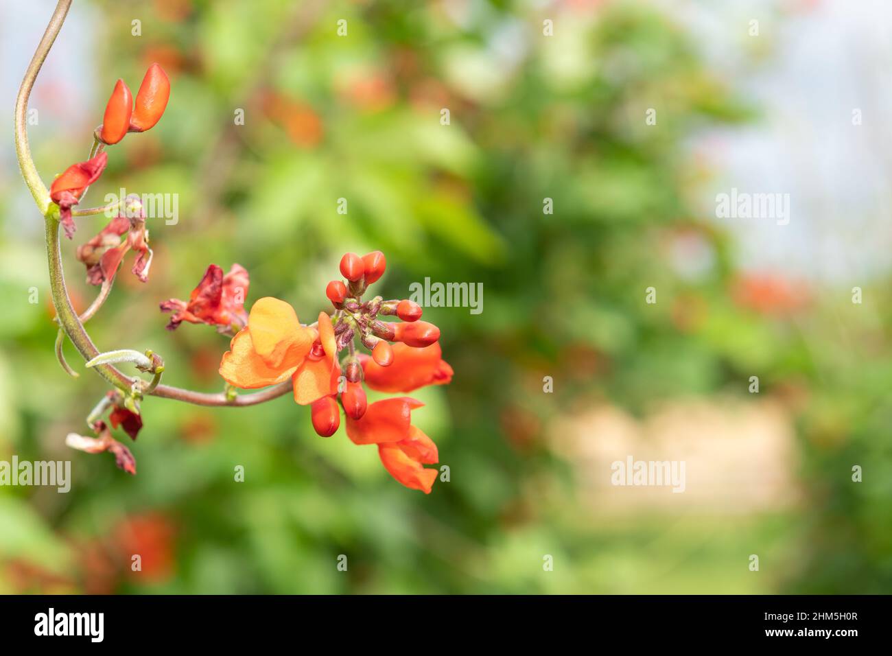 Close up of red flowers on a runner bean (phaseolus coccineus) plant ...