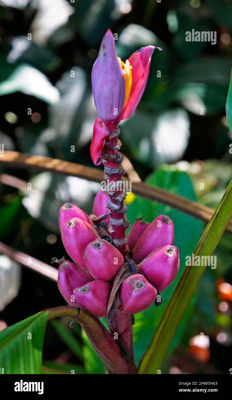 Pink velvet bananas (Musa velutina Stock Photo - Alamy