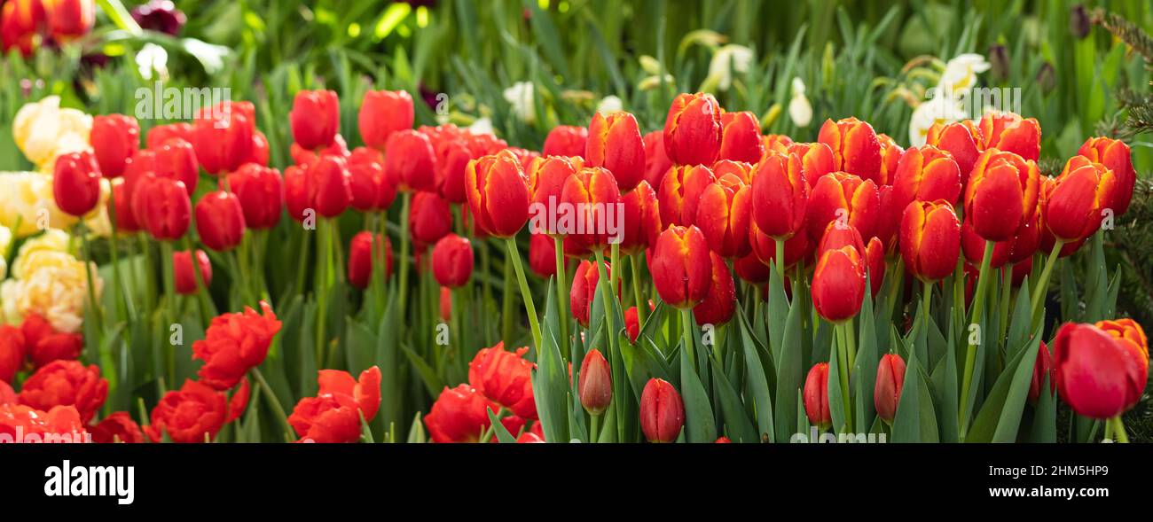 Fresh Red tulips, spring sunshine time, 8 March, Mothers Day holidays ...
