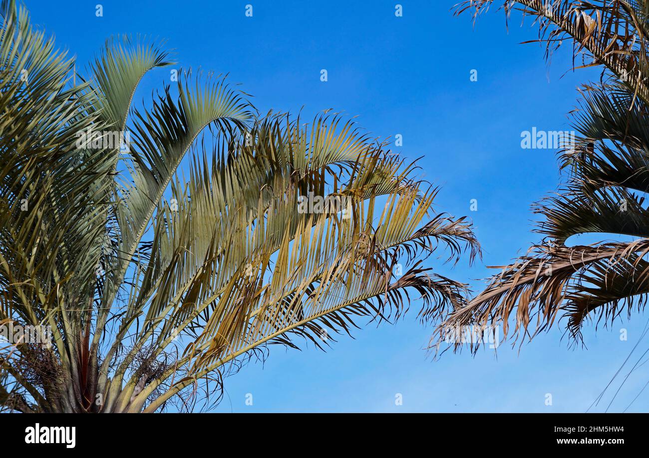 Triangle palms (Dypsis decaryi), Belo Horizonte, Brazil Stock Photo - Alamy