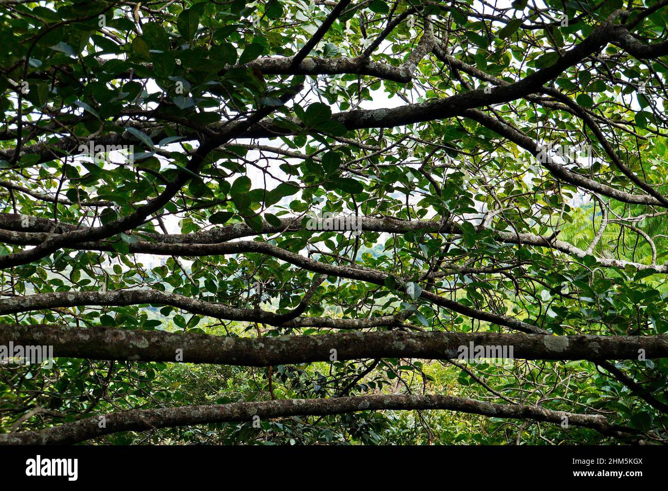 Tropical jungle trees branches hi-res stock photography and images - Alamy