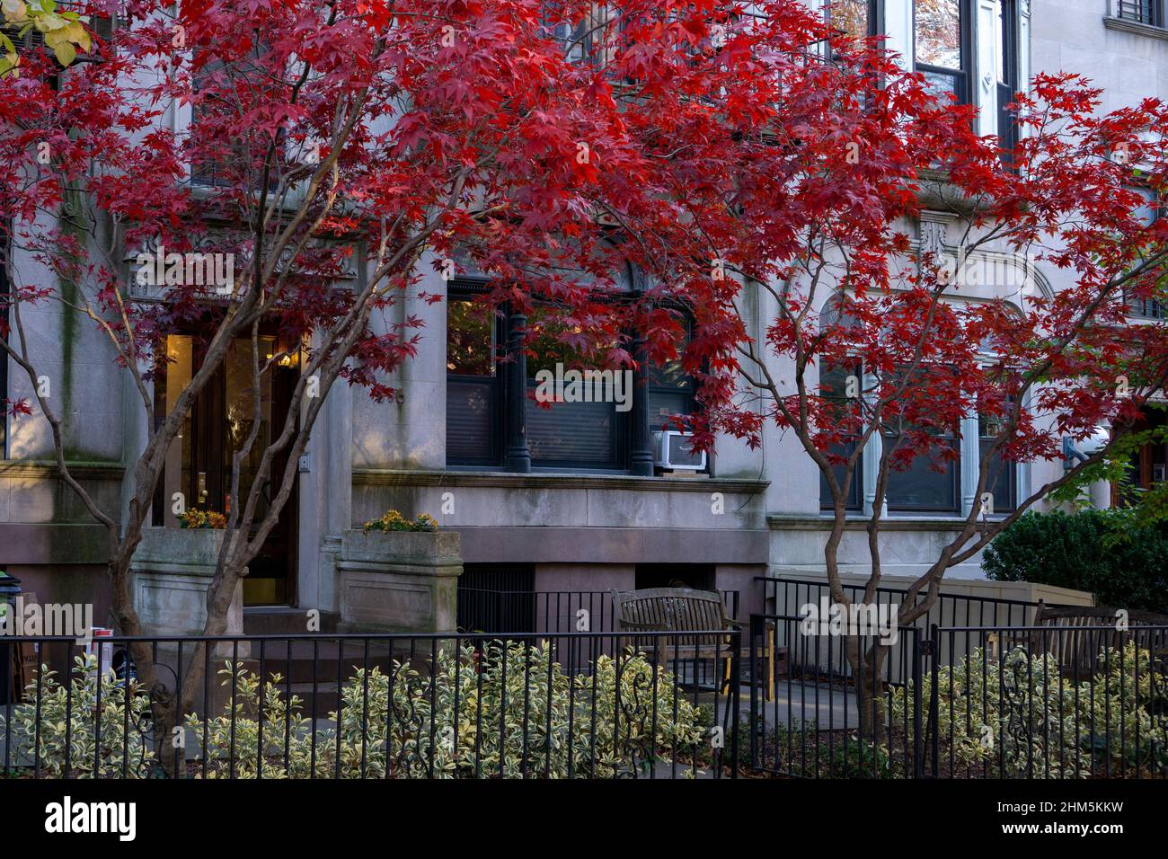Autumn with various colors of trees on the yards of brownstones in the ...