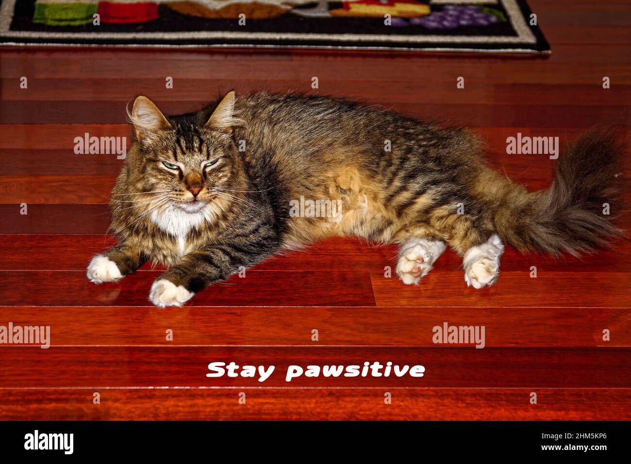 Pawsitive hi-res stock photography and images - Alamy
