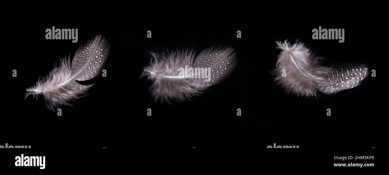 Beautiful flying delicate feathers on a black background, creative ...