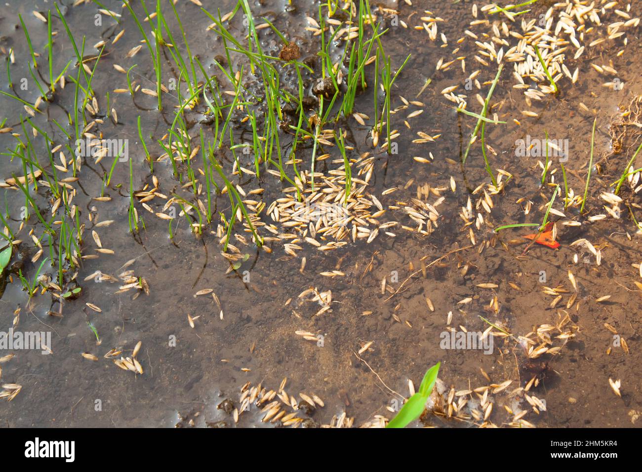 Seeds in rain hi-res stock photography and images - Alamy