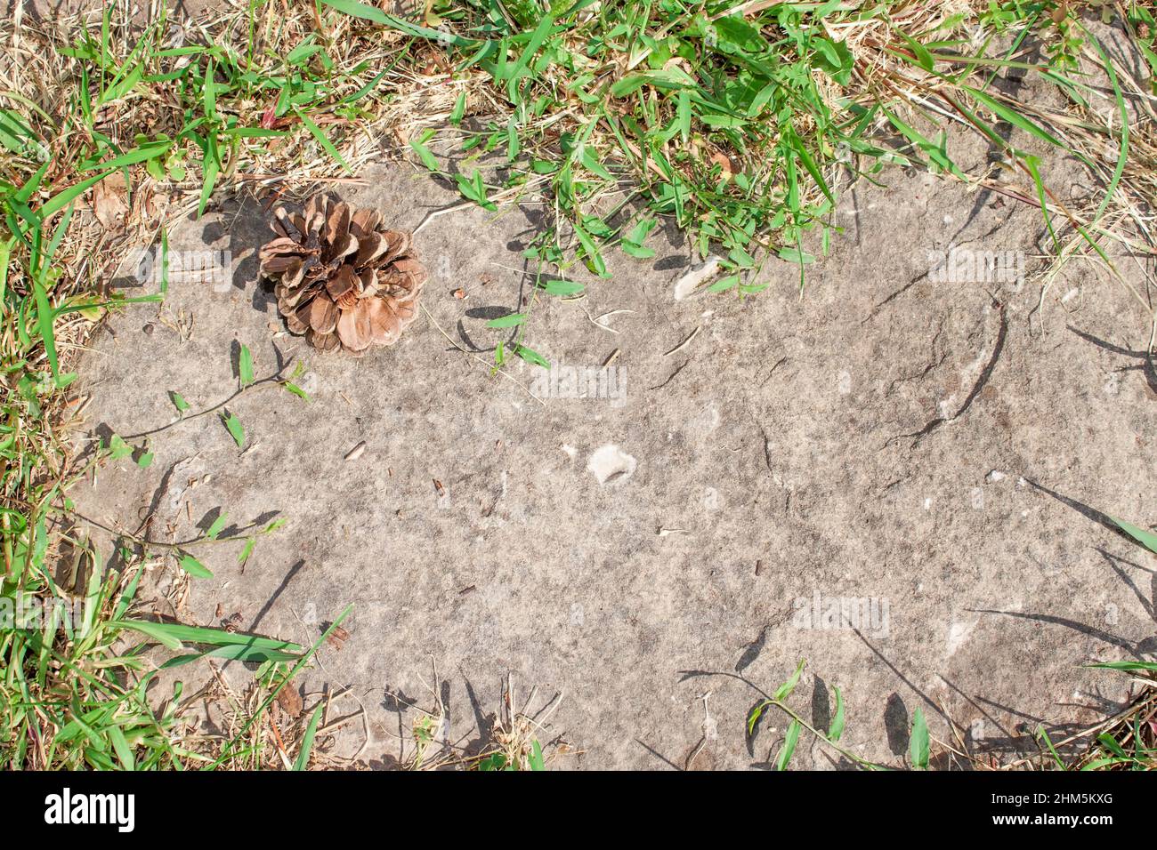 A closeup view of green grass and straw framing a pinecone on stone ...