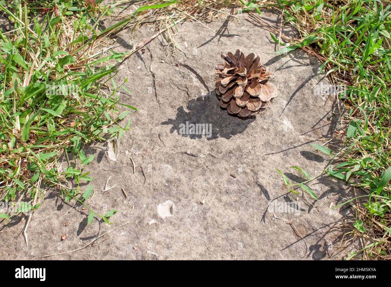 A closeup view of green grass and straw framing a pinecone on stone ...