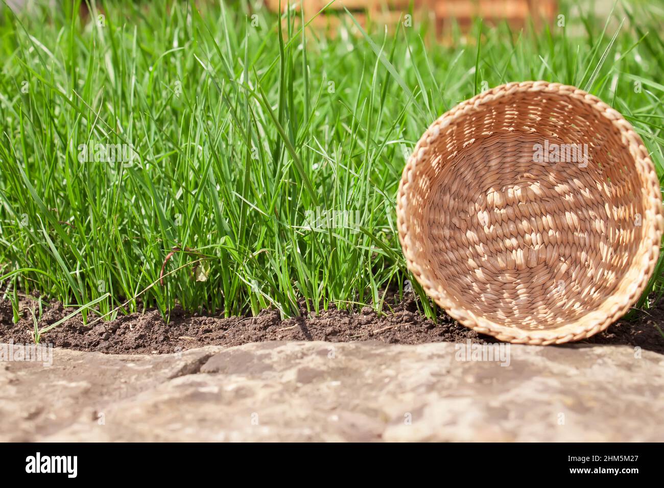 A closeup view of an empty woven basket on its side in green grass and ...