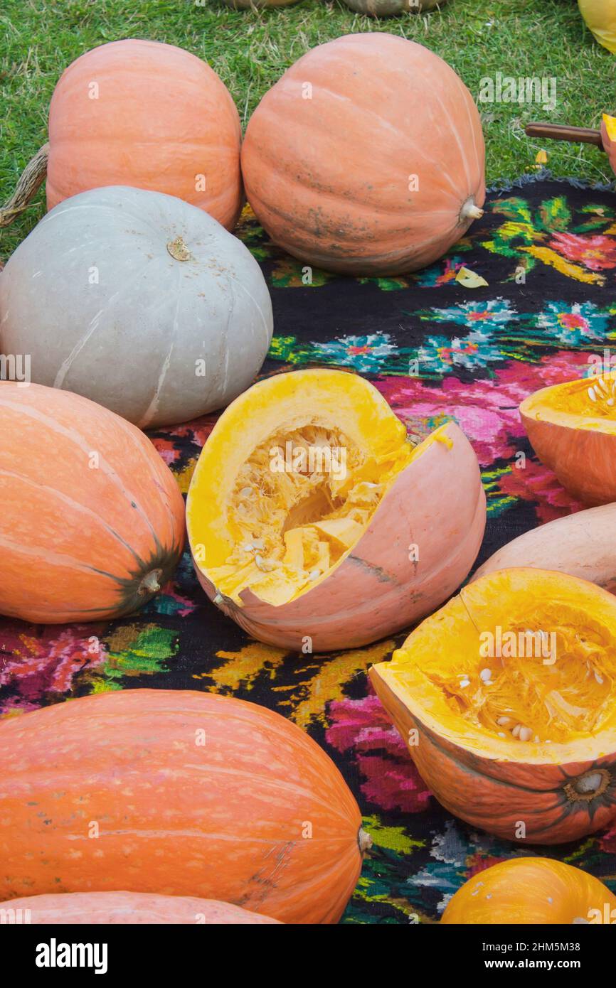 A collection of colorful pumpkins of different forms and sizes Stock ...