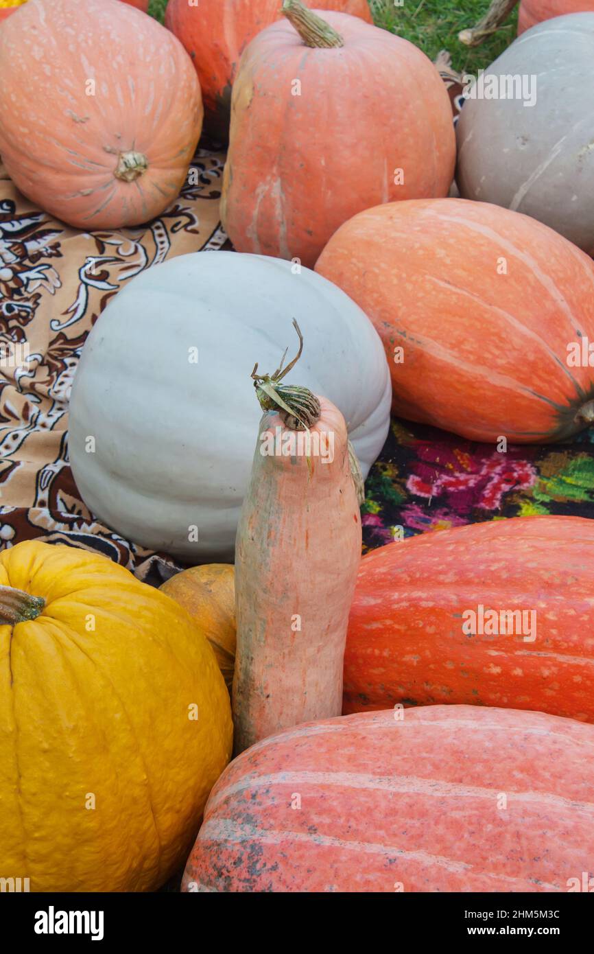 A collection of colorful pumpkins of different forms and sizes Stock ...