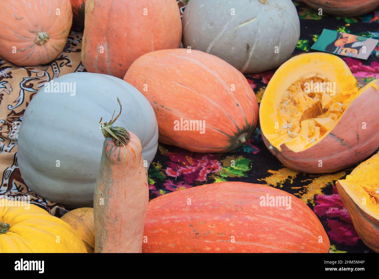 A collection of colorful pumpkins of different forms and sizes Stock ...