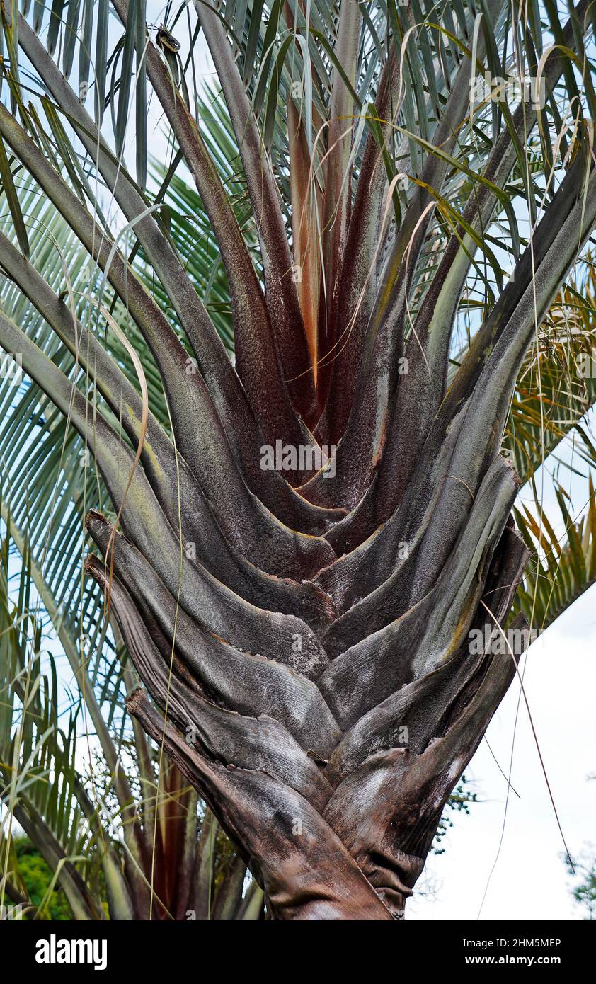 Triangle palm (Dypsis decaryi), Belo Horizonte, Brazil Stock Photo - Alamy