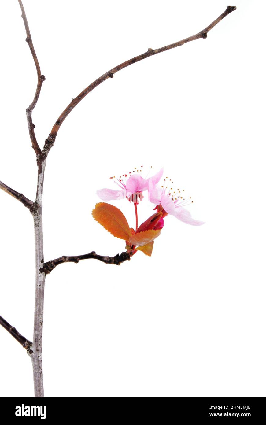 Beautiful pink sakura flowers prunus Cut Out Stock Images & Pictures ...