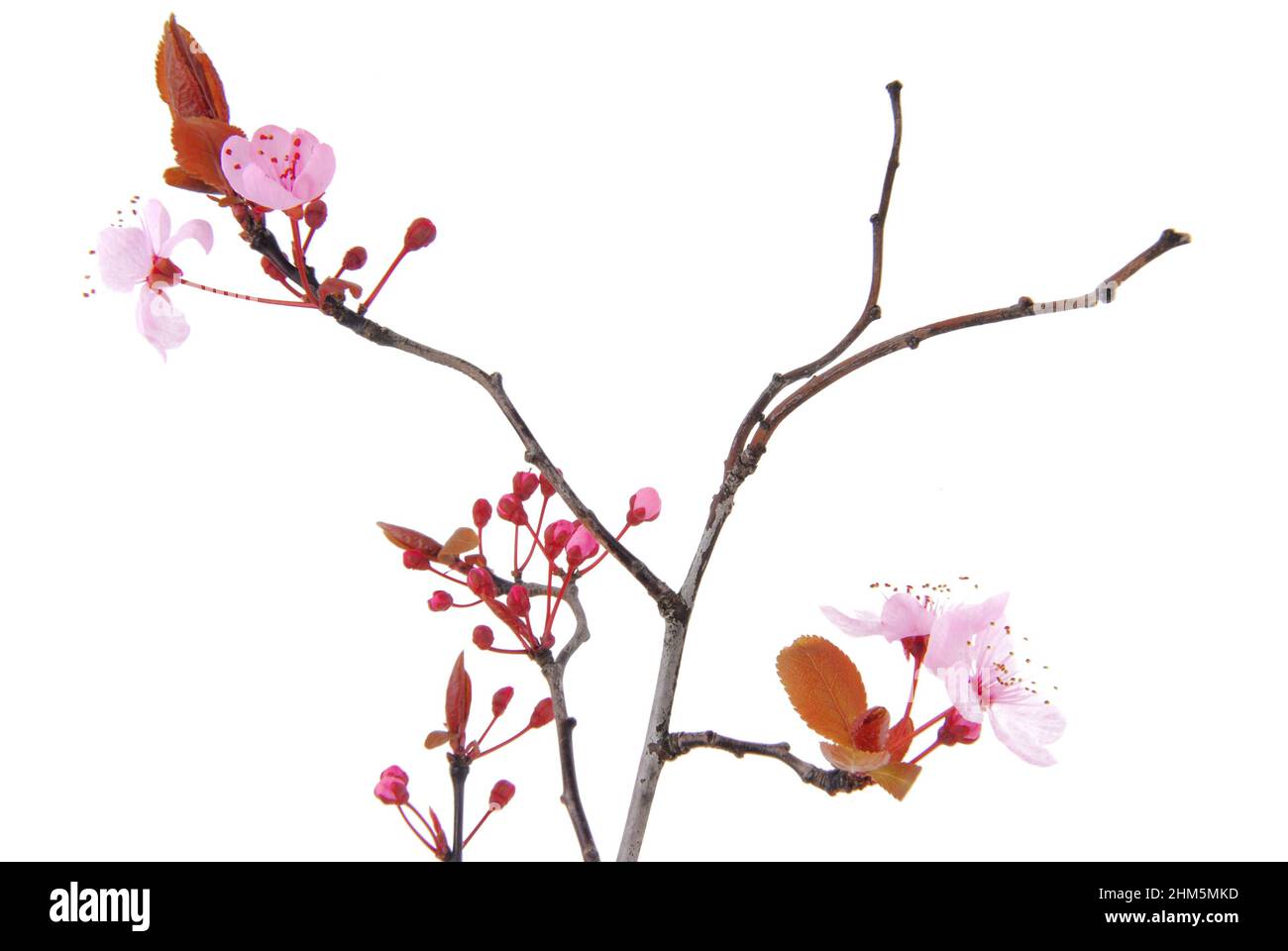 Japanese cherry tree blossoms Cut Out Stock Images & Pictures - Alamy
