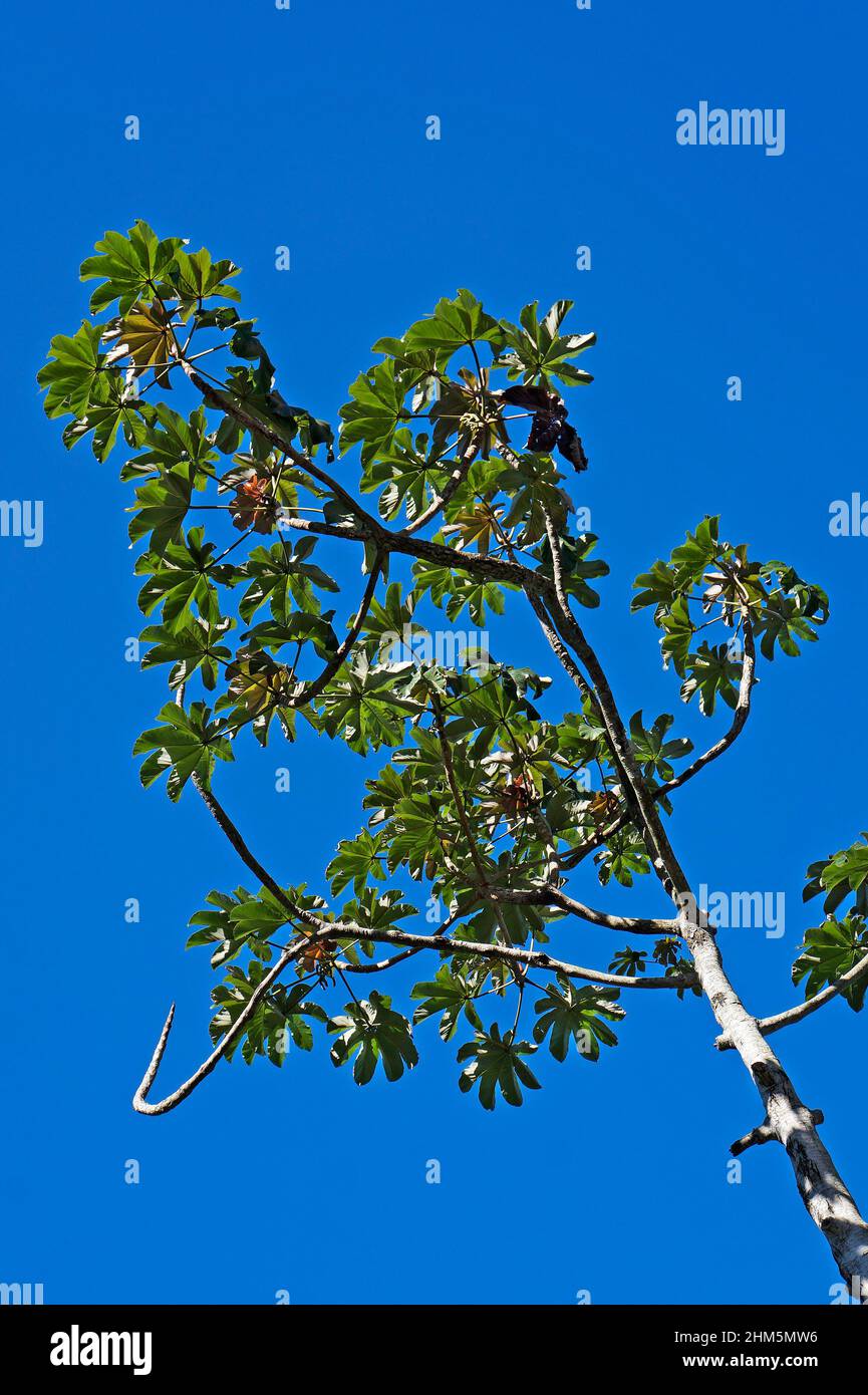 Snakewood tree (Cecropia peltata), Rio de Janeiro, Brazil Stock Photo ...