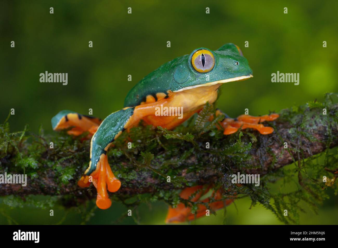 Splendid Leaf Frog (Cruziohyla sylviae) in lowland rainforest. La Selva ...