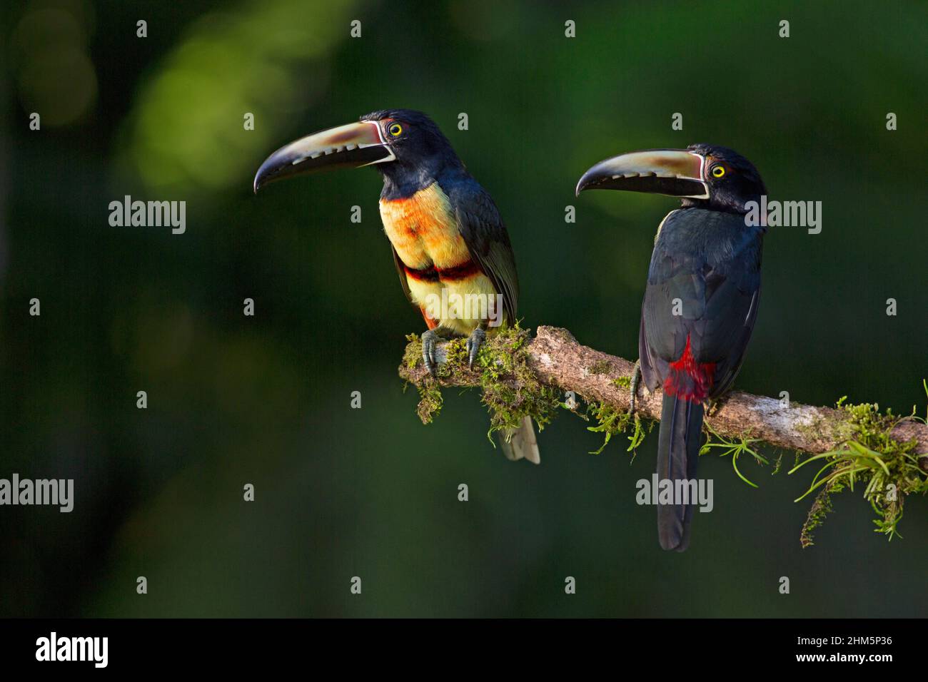 Collared aracaris (Pteroglossus torquatus) in lowland rainforest ...