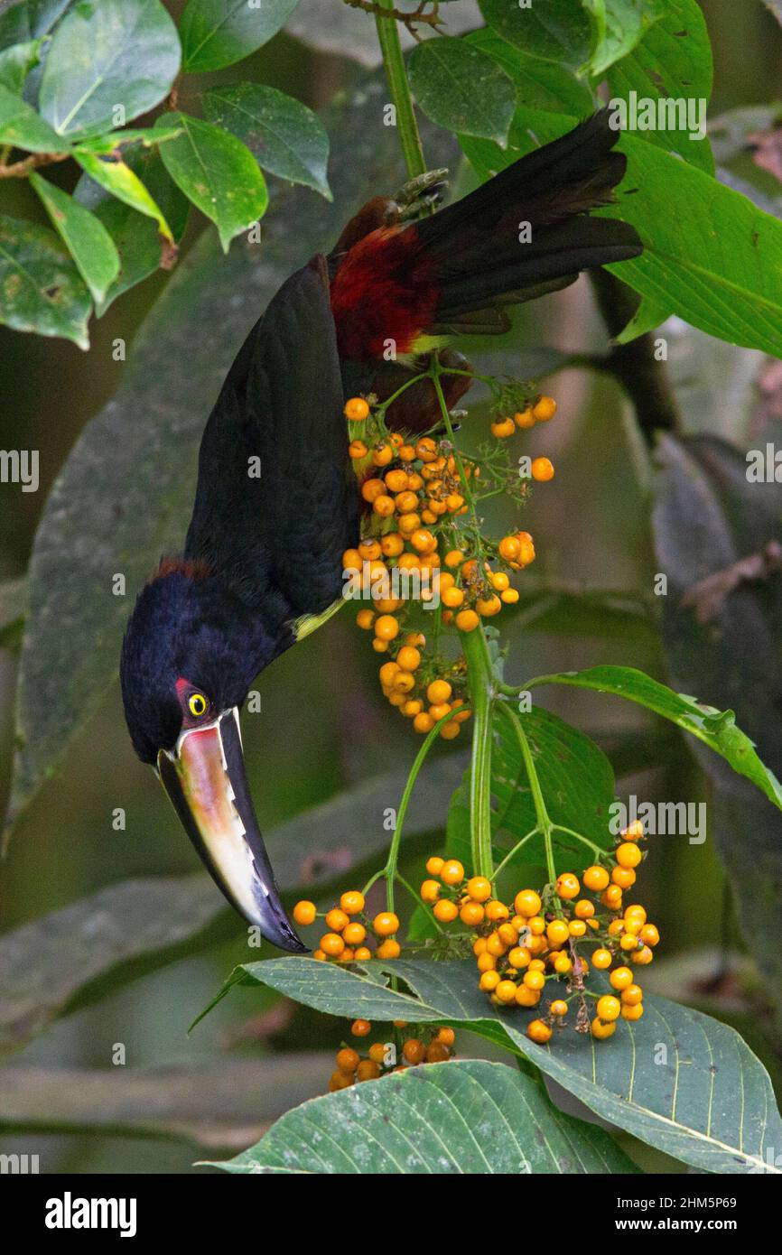 Collared aracari (Pteroglossus torquatus) feeding on fruit berries in ...