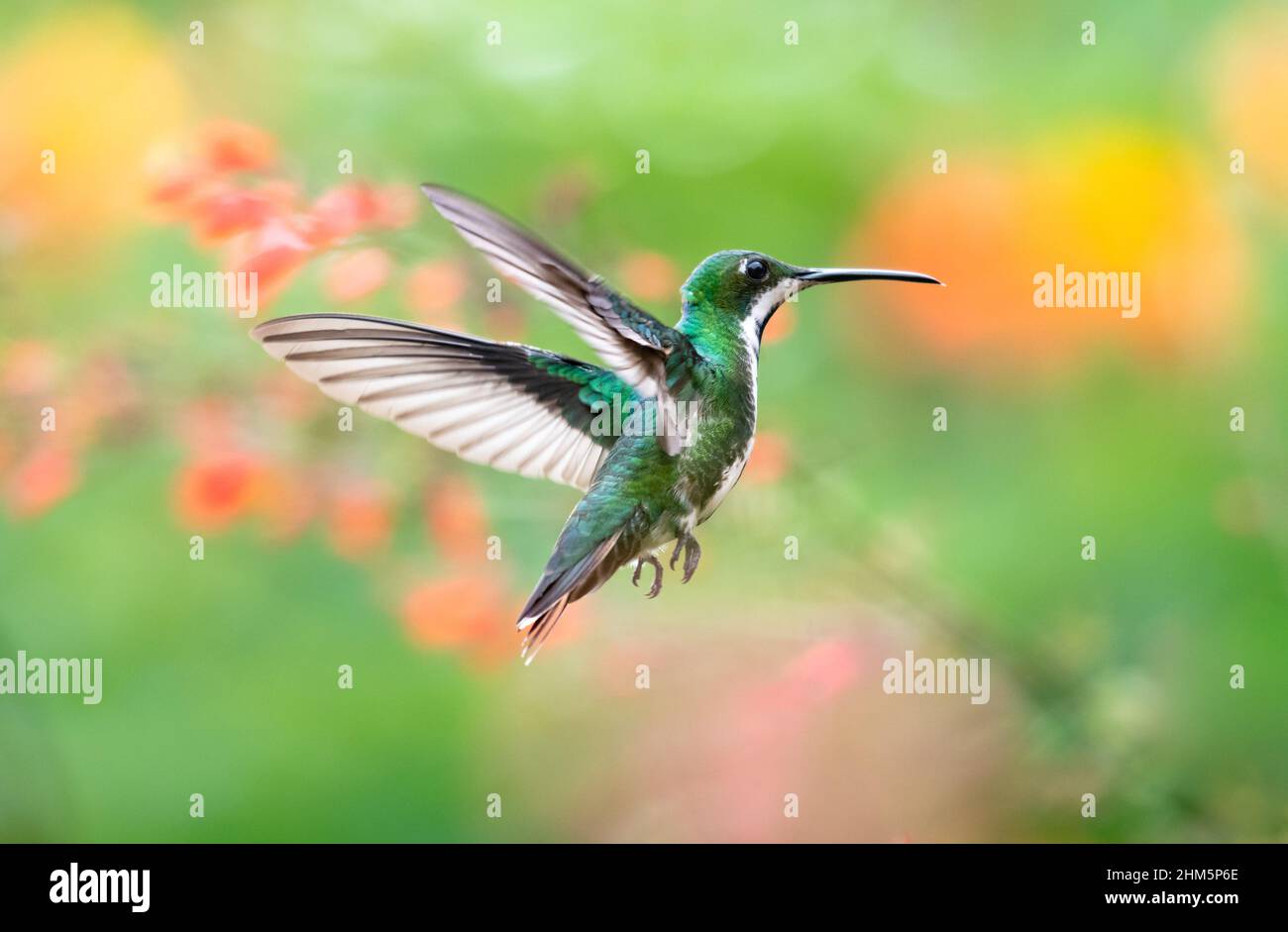 Hummingbird facing camera hi-res stock photography and images - Alamy